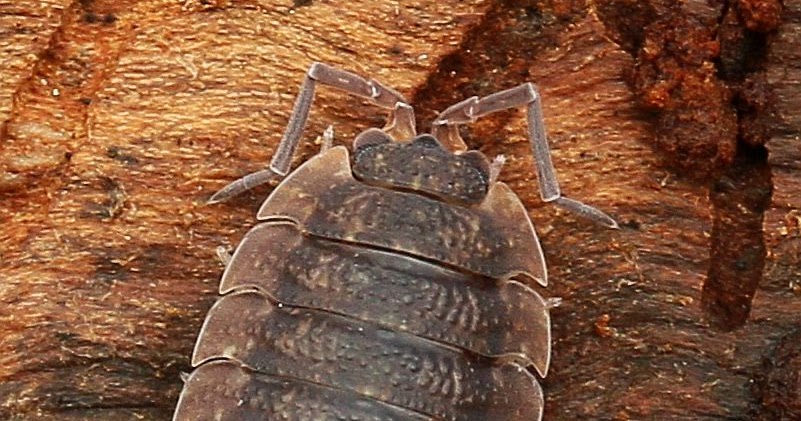 Naturwunder ...: Assel im Detail