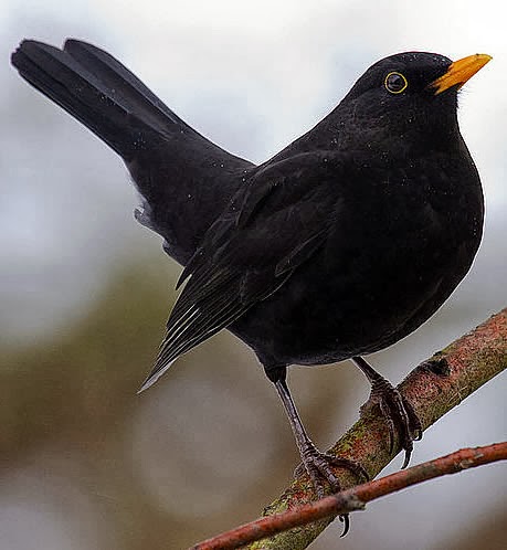 Le blog de Goelan: le merle moqueur