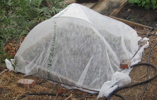 Row Cover as an Insect Barrier | Root Simple