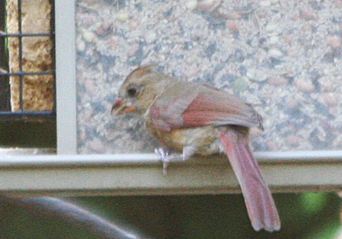 Backyard Birder: Young cardinals