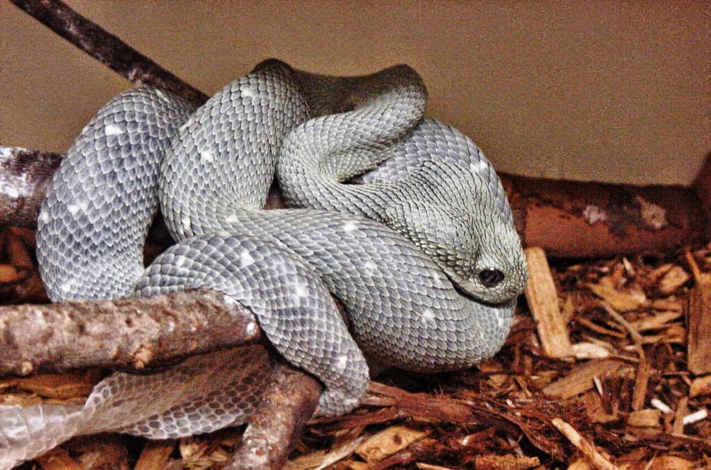 ΦΙΔΙ BUSH VIPER photos - wallpapers (ανανεωμένο) | the fun bank