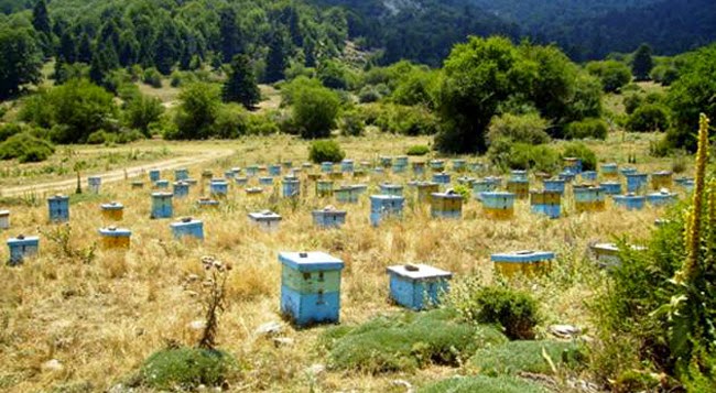 Πως θα αυξήσουμε το εισόδημα μας ως μελισσοκόμοι. Για χρονιές που ...
