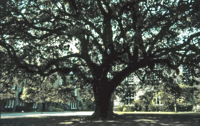 The Lore of the World: Week 6 Story: The Tree of Myth