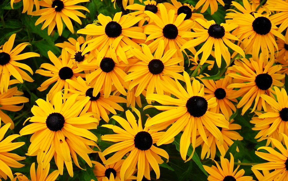 State Flower Coloring Book: Maryland State Flower: Black Eyed Susan