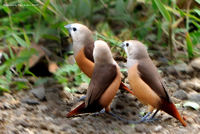 Mengenal Burung Pipit (Bondol) dan Macam-macam Jenisnya | 1001 Catatan ...