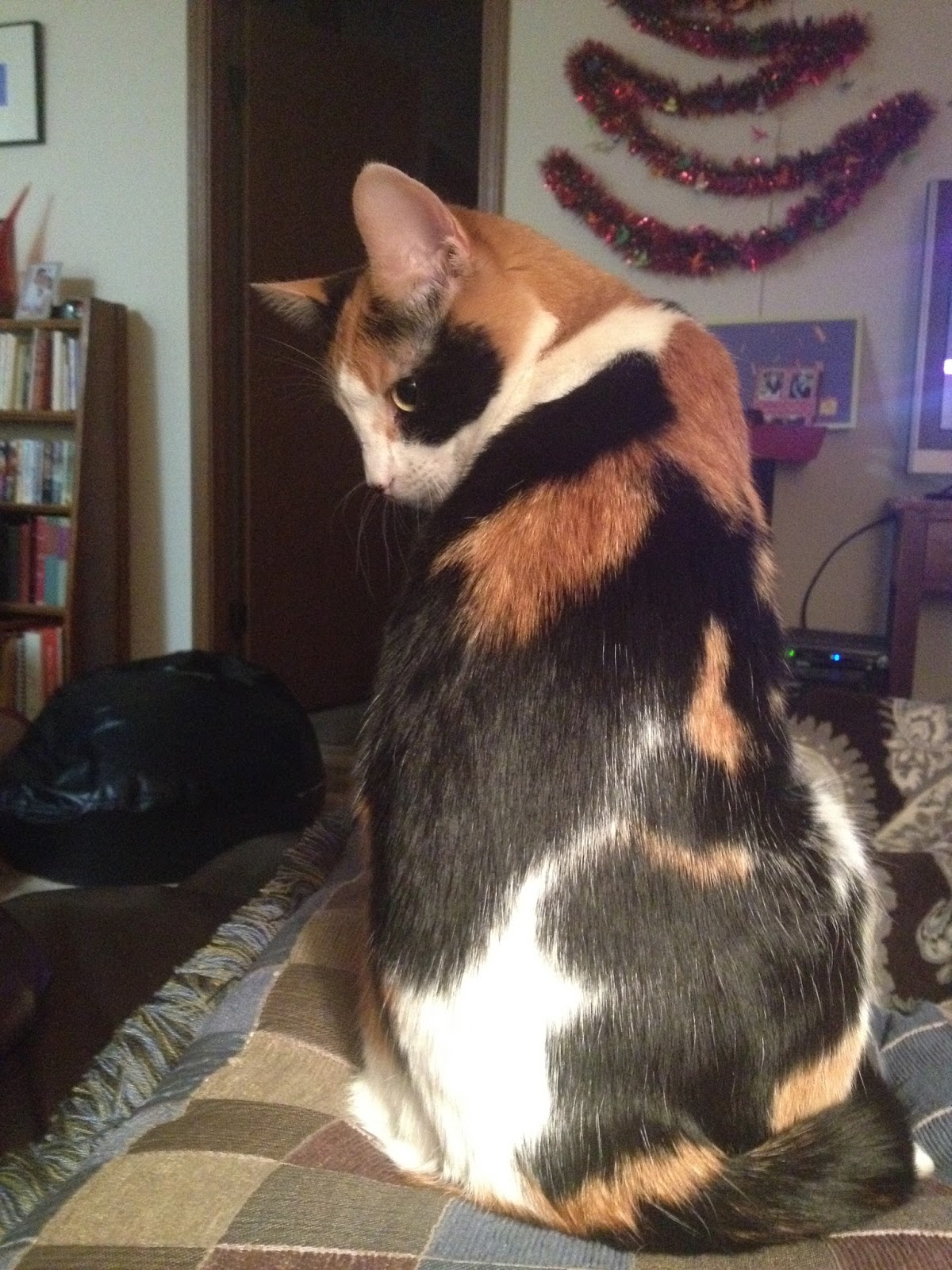 Diana L. Conces: On the Dubious Character of Cats