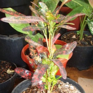 Tanaman Puring (Codiaeum variegatum) - Ganesha Flora Bali