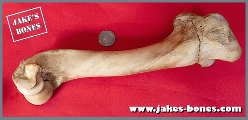 The three skeleton mystery : Jake's Bones