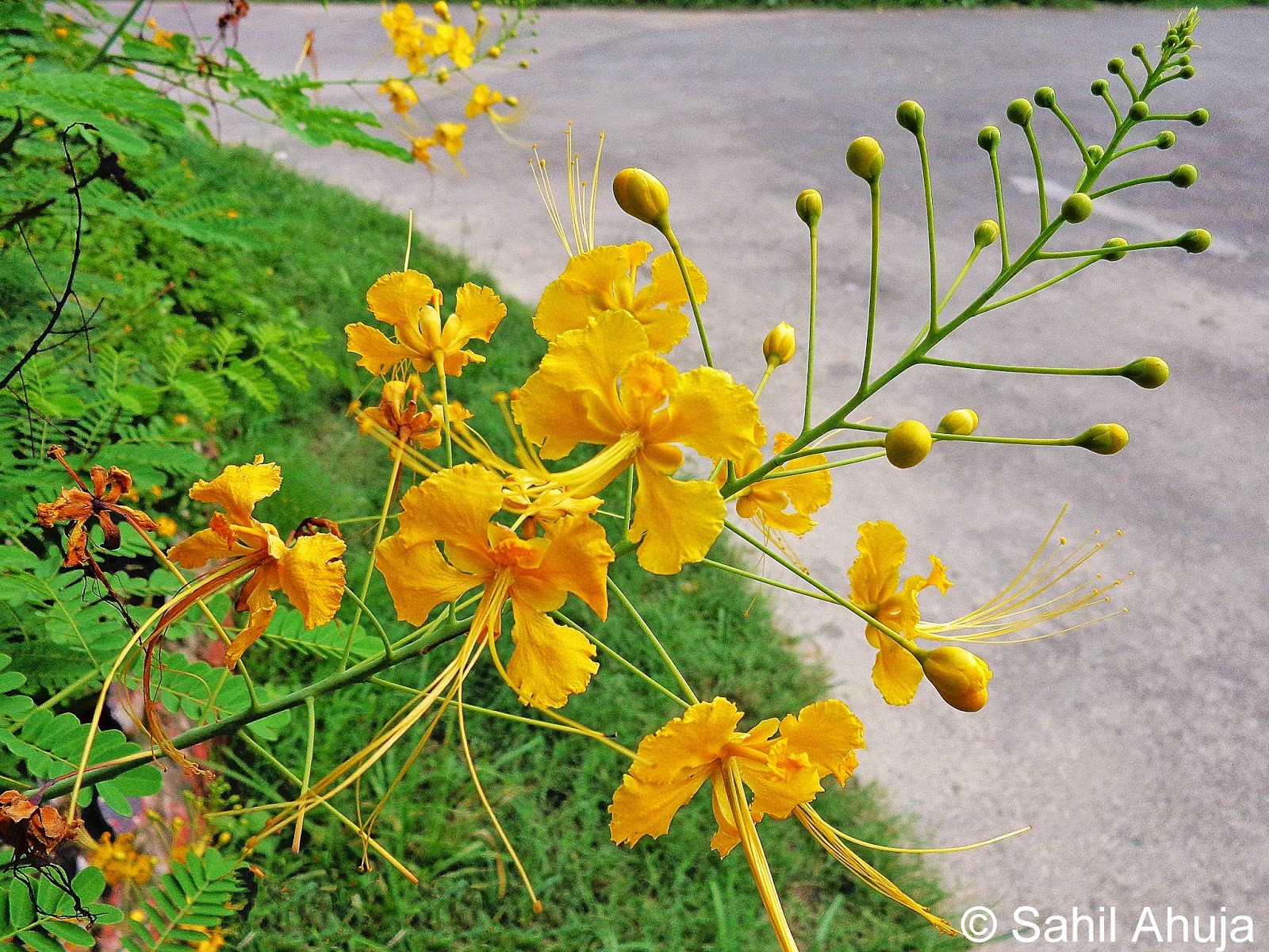 Pixelated Memories: Alipore Zoo, Calcutta