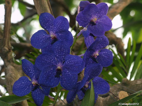 Andrea's Plants, Photos and Travels: After the landscapes, the orchids