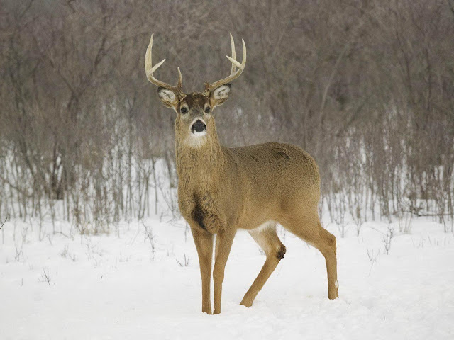 Deer | The Biggest Animals Kingdom