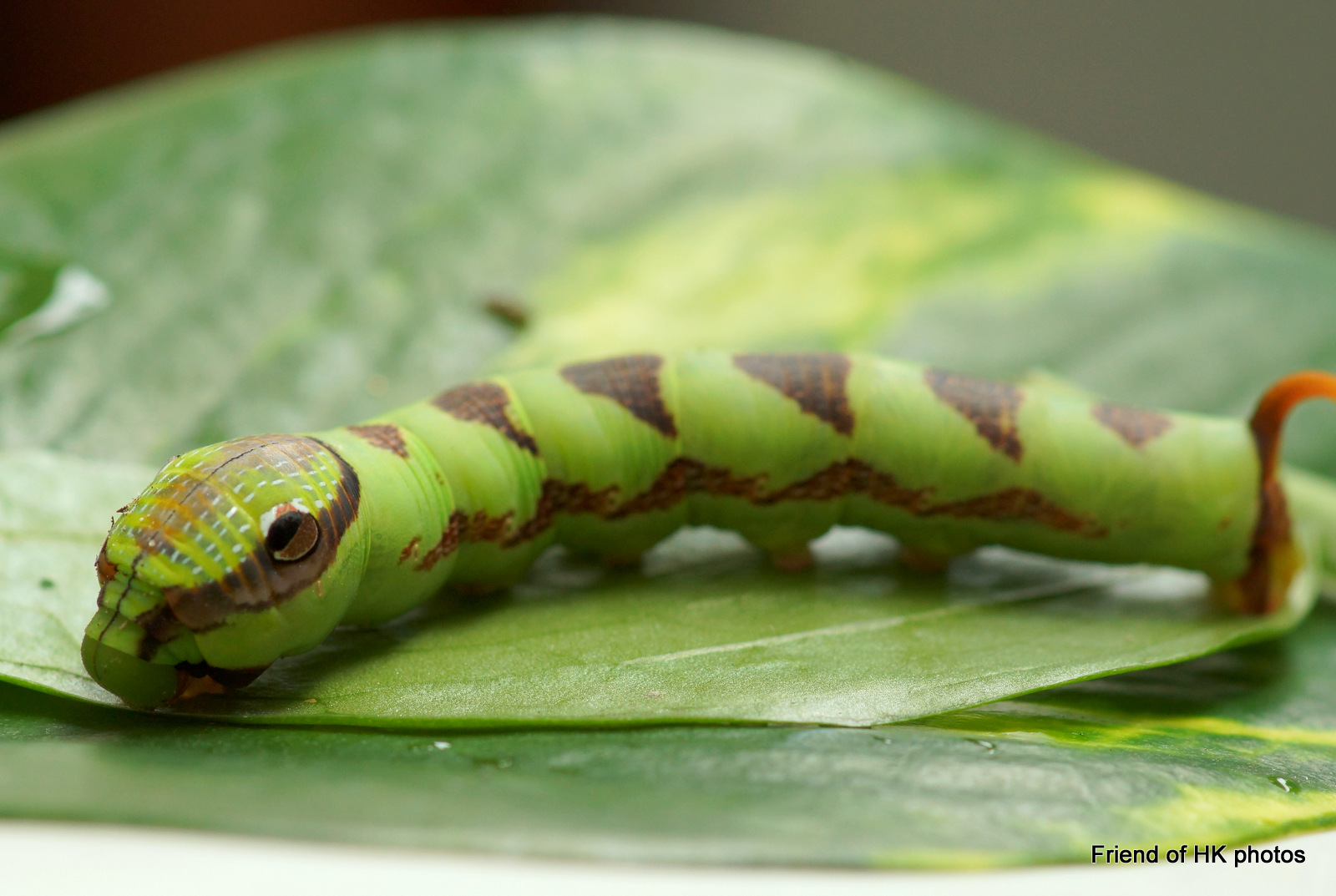 Photographic Wildlife Stories in UK/Hong Kong: A Scary Caterpillar