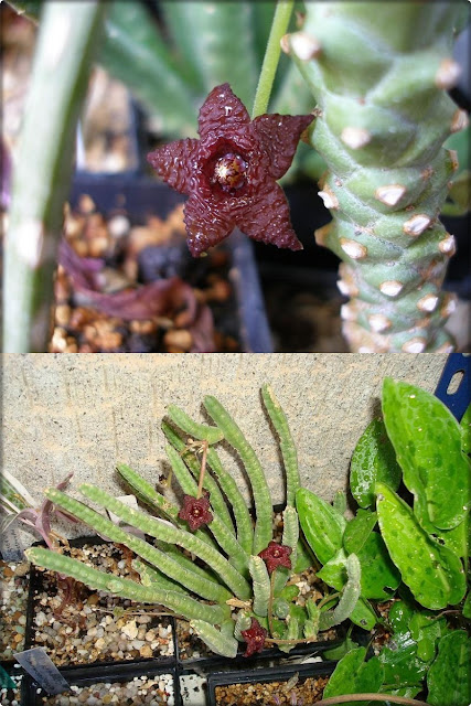 Stapelia similis