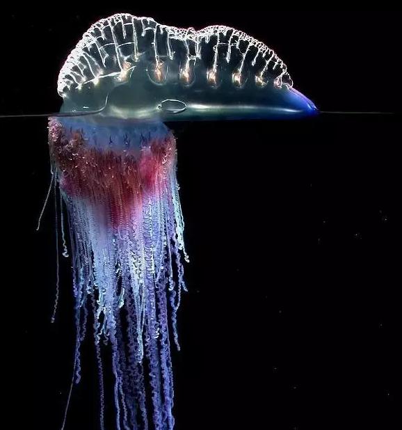 For Easy Life: She looks so beautiful,Do not touch ---Physalia physalis