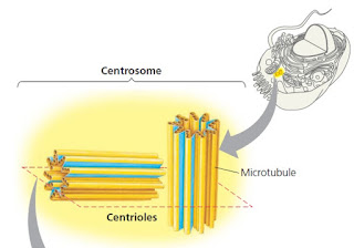 Organel Sel Hewan dan Fungsinya