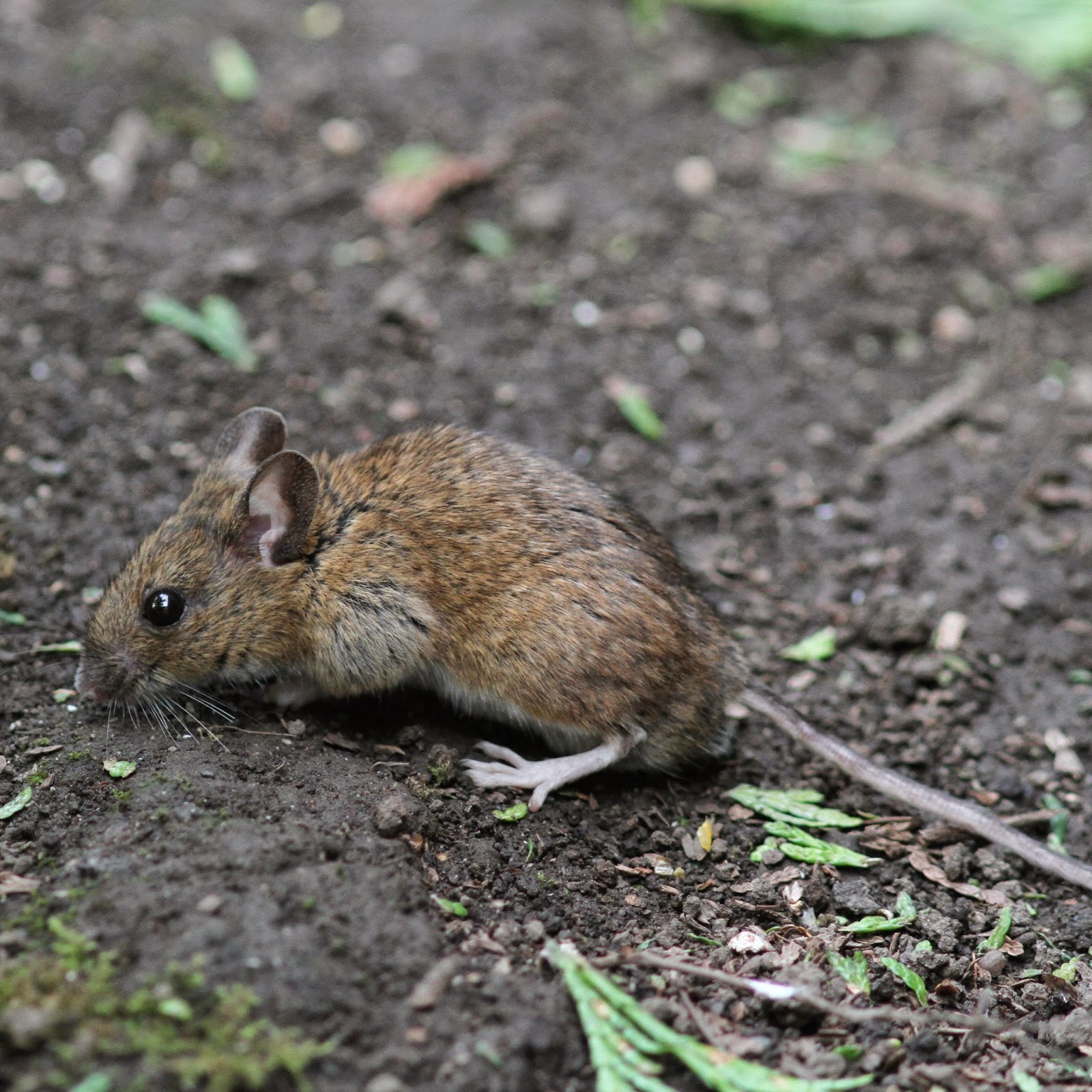TrogTrogBlog: Wood mouse