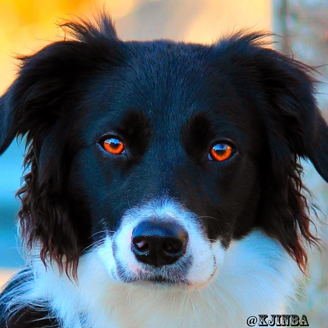 Amazing dog photography ~ Your Special Dog