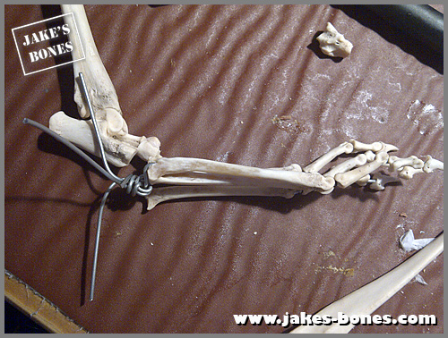 How to rearticulate a fox skeleton: part two : Jake's Bones