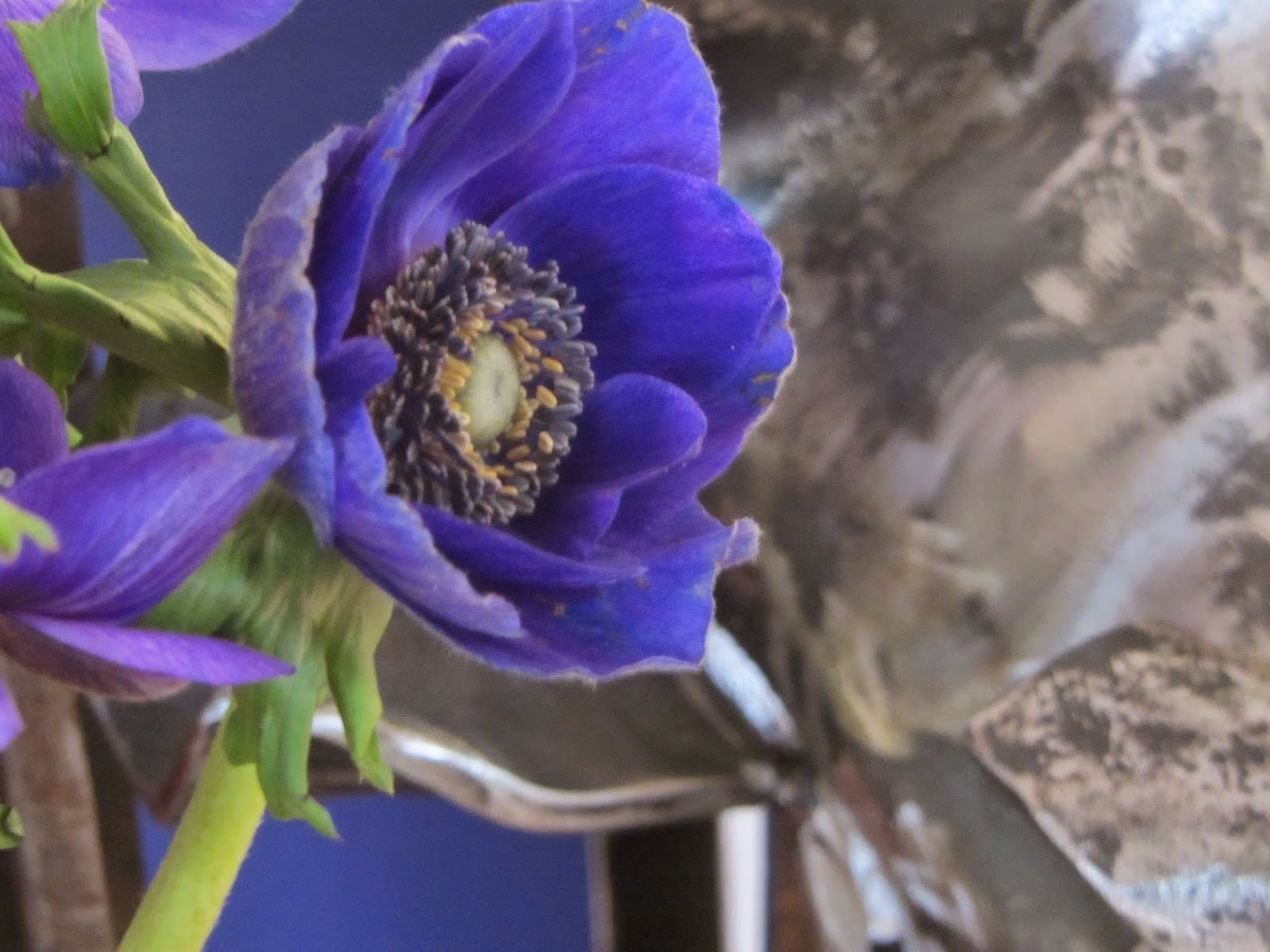 Restless in France: Metallic steel blue anemone