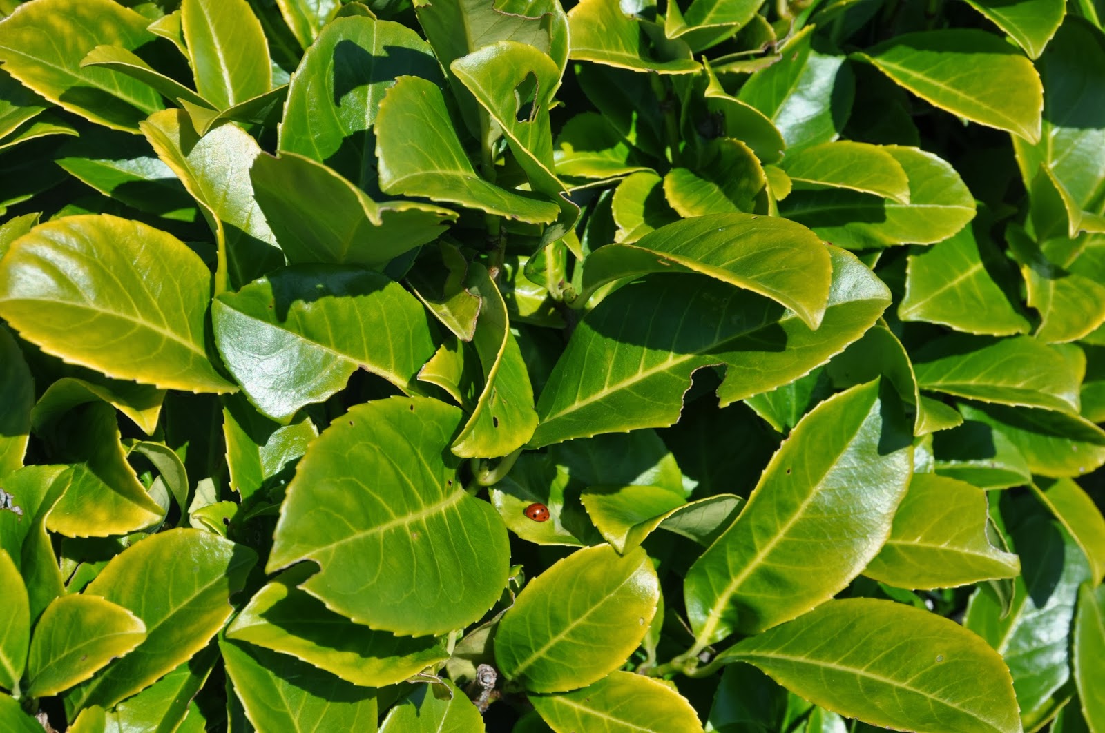 Plants Blog: Prunus laurocerasus; 'Cherry Laurel'
