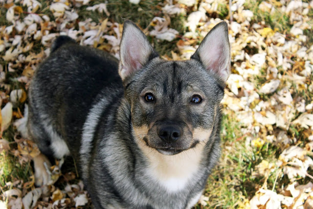 White Wolf : Meet the Swedish Vallhund, an amazing looking dog with a ...