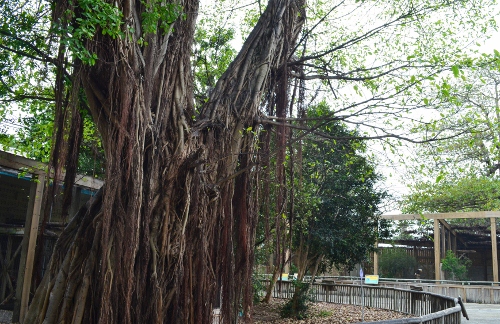 カメ @マイアミ科学博物館 | M's Miami Cafe