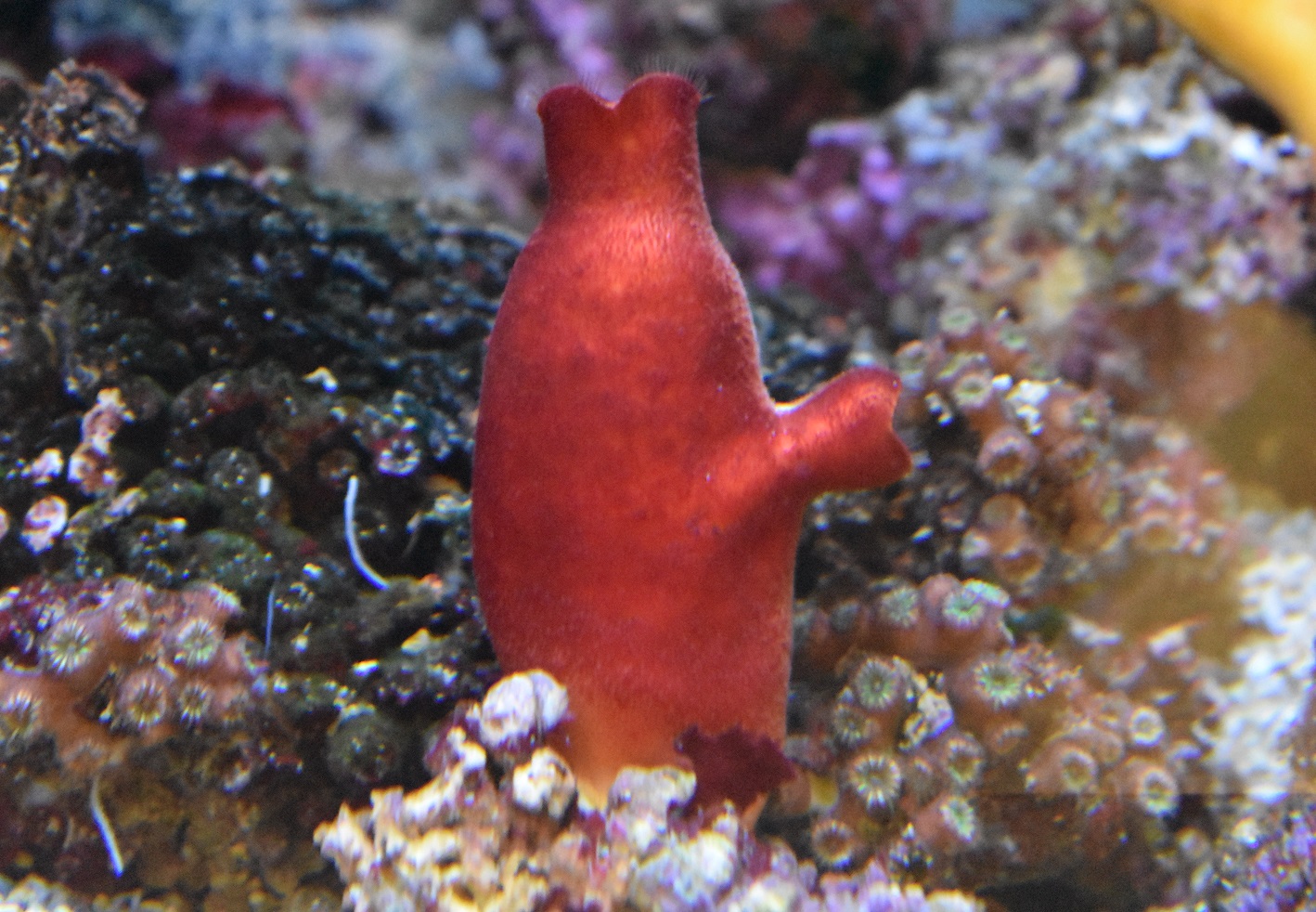 ZOOTOGRAFIANDO (MI COLECCIÓN DE FOTOS DE ANIMALES): ASCIDIA ROJA / RED ...