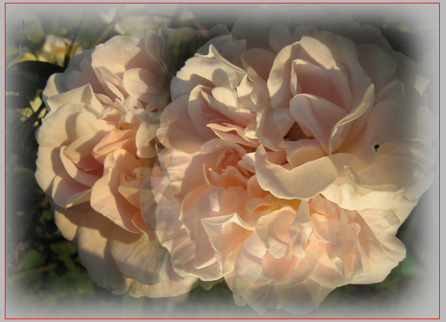 BEST-of-ROSE: SOUVENIR DE CHRISTOPHE COCHET