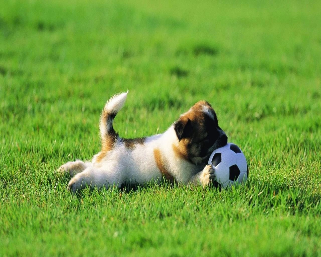 Perritos mimosos (PM): Fútbol para perros