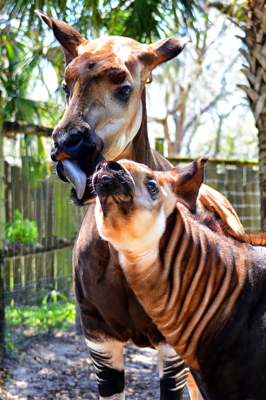 ΟΚΑΠΙ photos - wallpapers | the fun bank