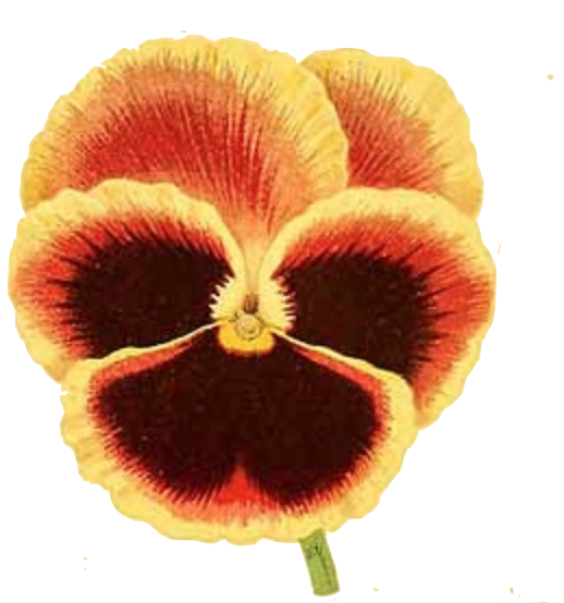 The Promise of Seeds: Magic in a Packet: 1893 - Smiley Mr. Lyle Made ...