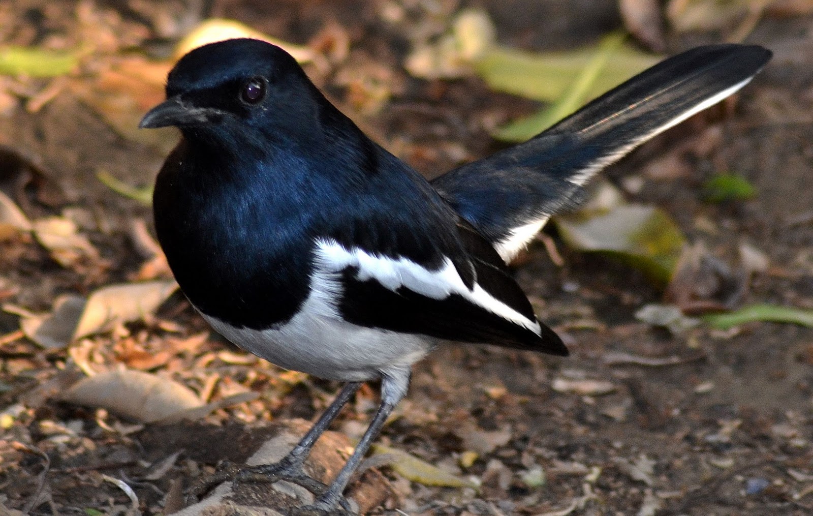 DSLR Photography Explored: Indian Magpie Robin - Janakpuri Park, New Delhi