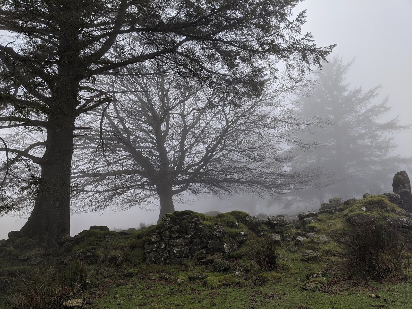 Max Piper - Tor Bagger: Dartmoor: Back to Fernworthy Forest (11.77 miles)