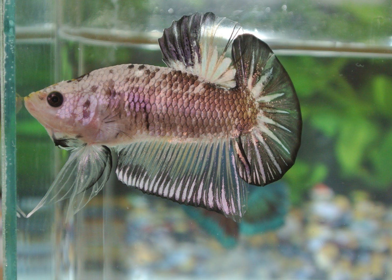 Betta Fish Afira: Betta HMPK NEW LINE Original INDO