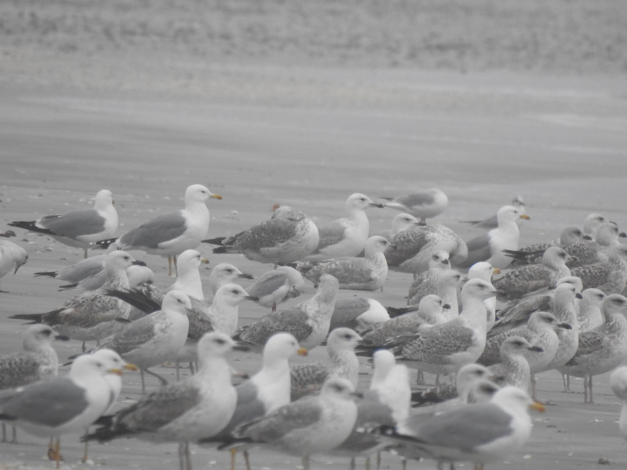PASARI DIN ROMANIA: PESCARUS NEGRU, Larus marinus