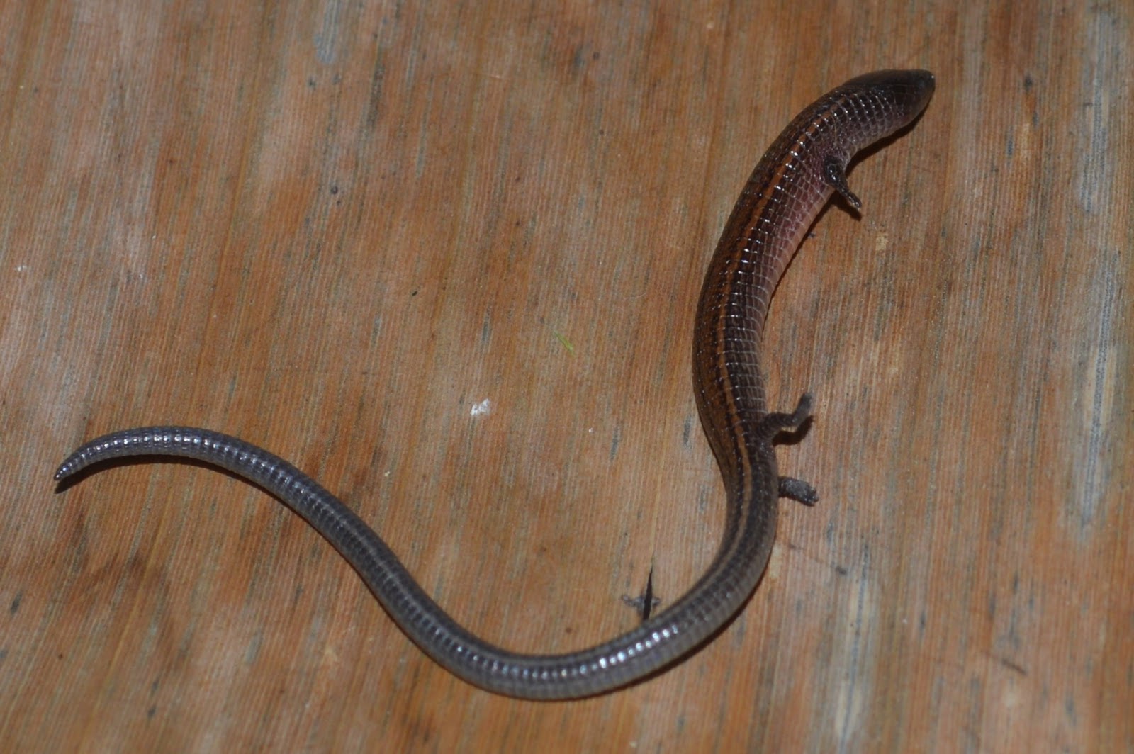 The Herpetology of Trinidad and Tobago: A lizard pretending it is dead ...