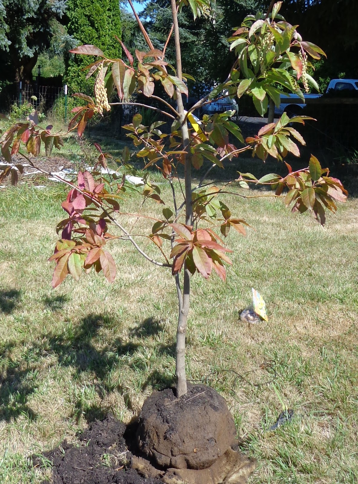Daniel's Pacific NW Garden: Planting a Sourwood Tree
