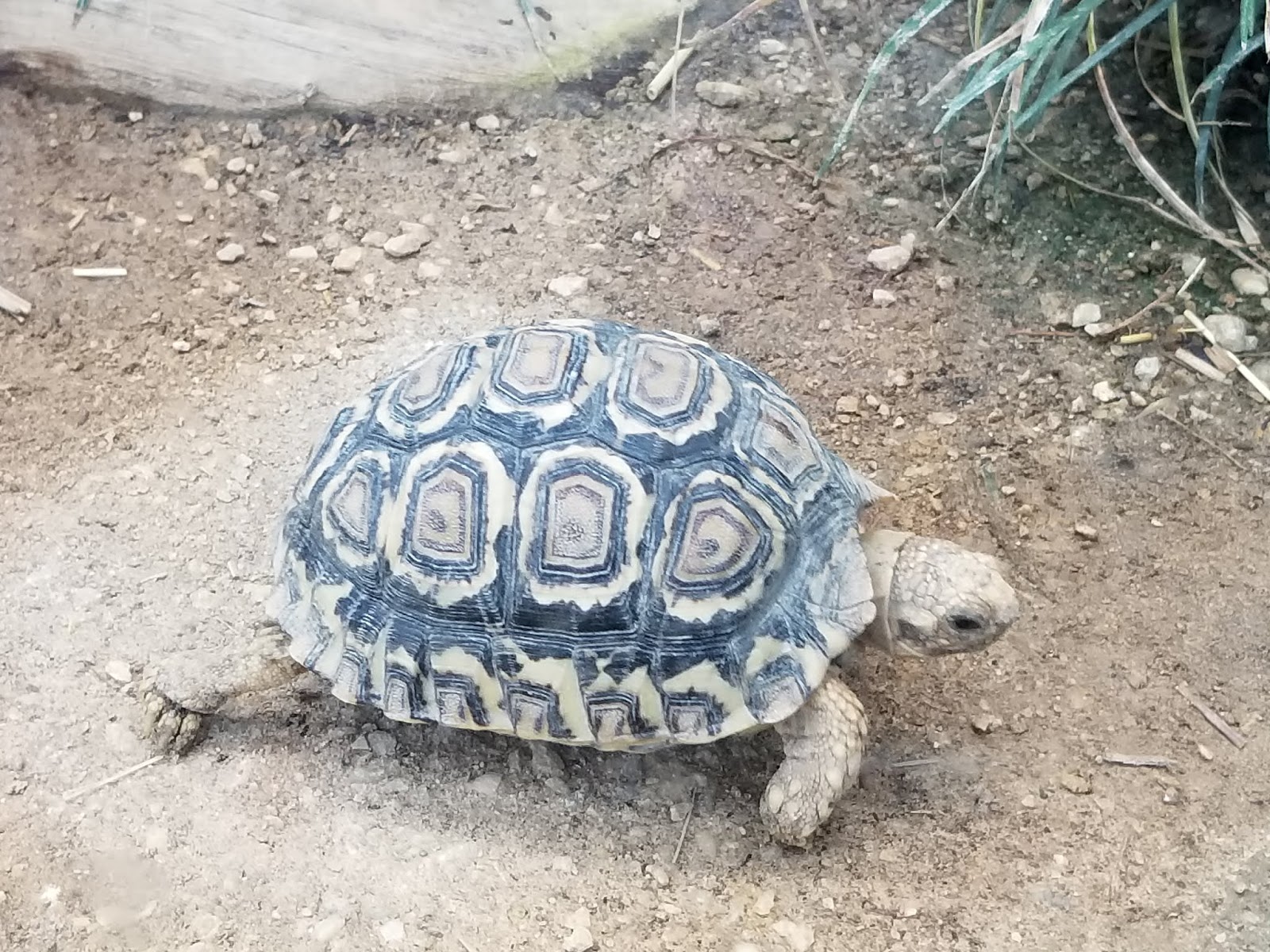 Auckland Zoo- New Zealand