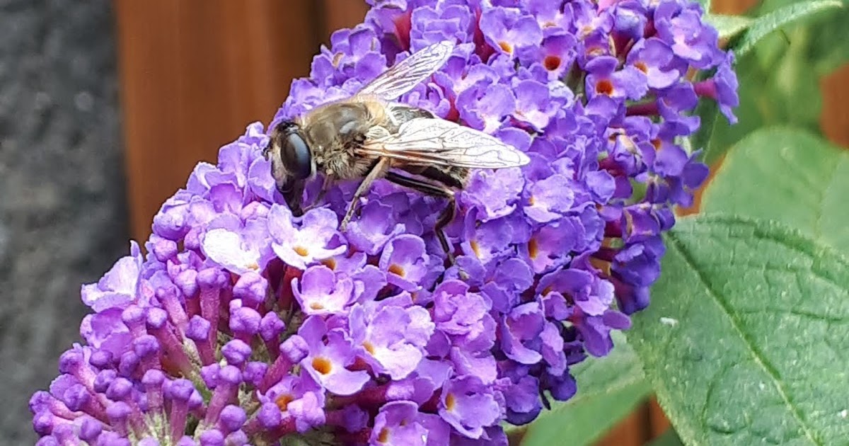 London Soufflé: What Life Taught Me (The Long and Short of It ...