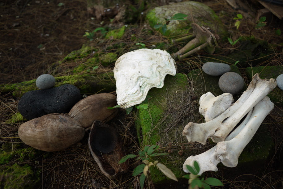 Memoirs of a Shell Carver