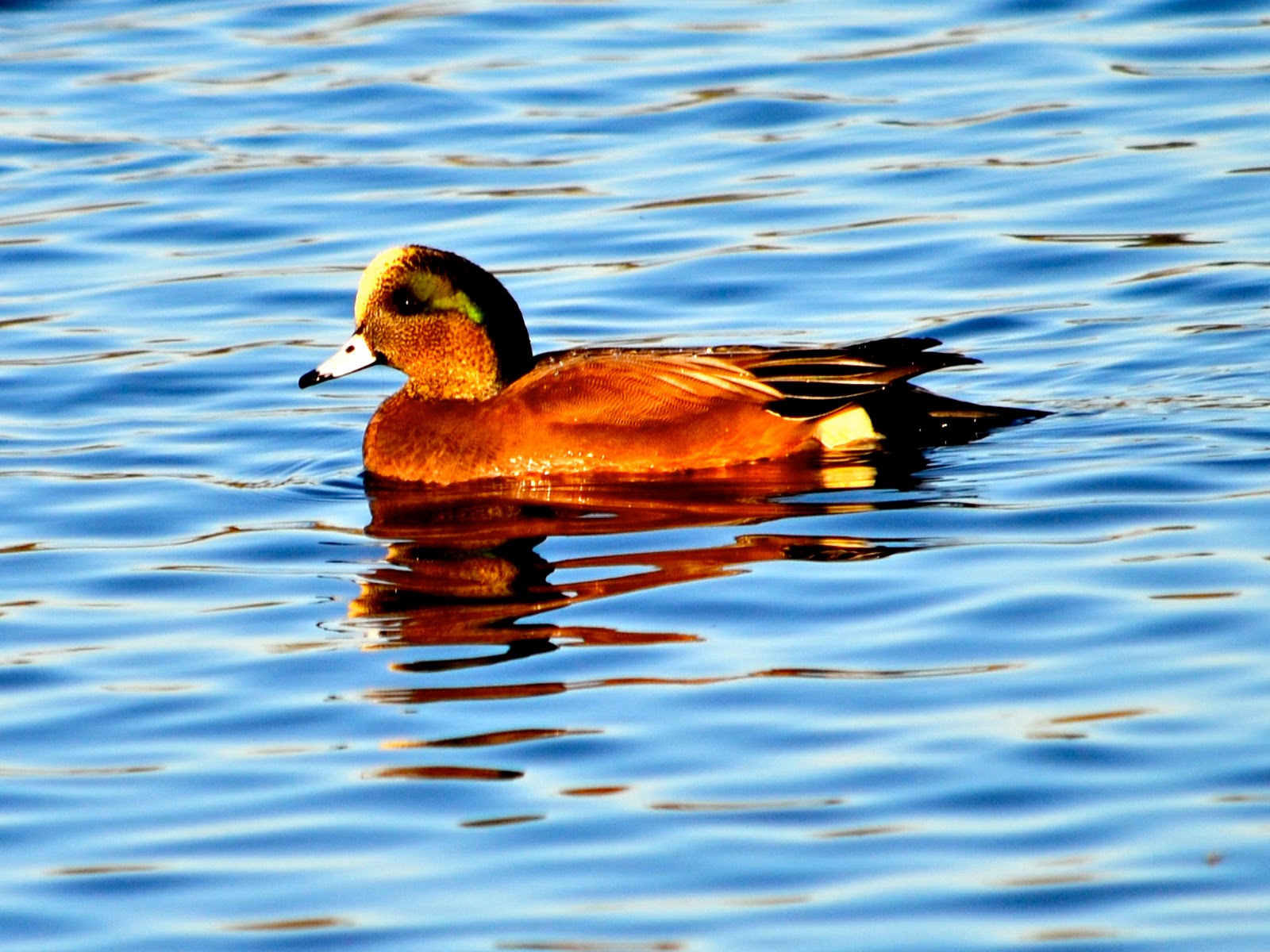 Blue Skies: Oregon Waterfowl at the Waterfalls