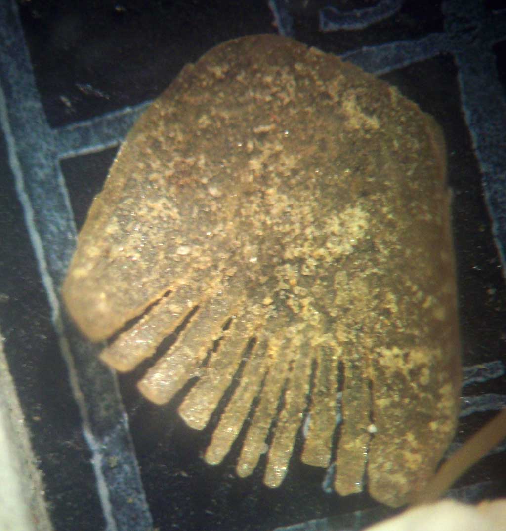 Louisville Fossils and Beyond: Micro Fish Fossils