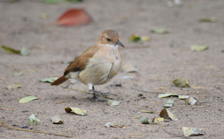 HISTORIAS ZOOLOGICAS: EL HORNERO (Furnarius rufus) – ALBAÑIL DE LAS PAMPAS