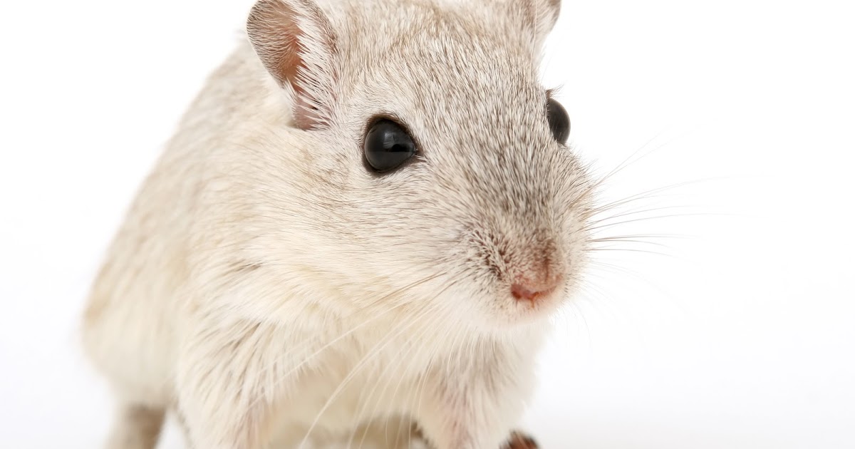 BLOGUE DA NATUREZA EM FORMA: Produto conhecido como "chumbinho" e usado ...