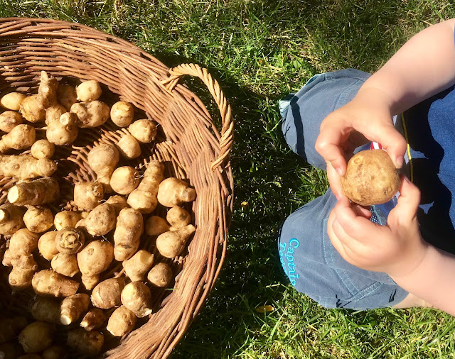 BARFUSS IM GRAS: Topinambur, Jerusalemartischocke, Zuckerkartoffel ...