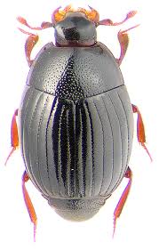 INSECTOS DE P.R. In Memoriam Dr Luis F Martorell y Dr Alain Liogier ,DR ...