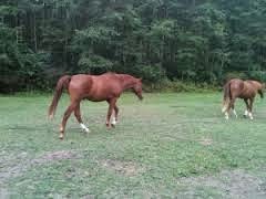 Equine knowledge: Behavior Flash Cards and a Quiz