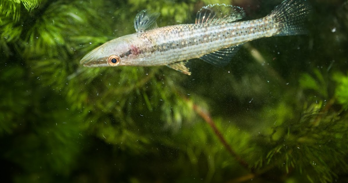 Butis butis a.k.a Crazy Fish (Hamilton, 1822) | Freshwater Fish of ...