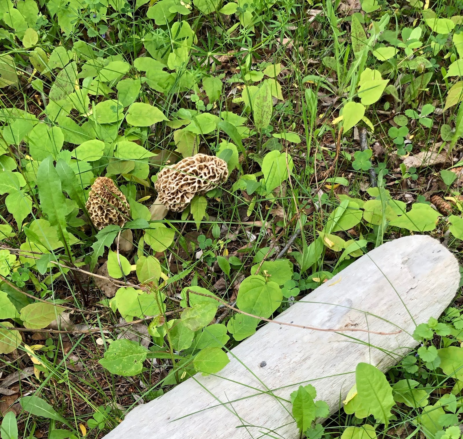 Morels!