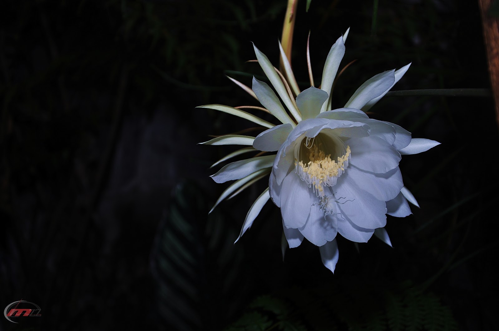 Bunga Kusuma Wijaya - Memo Galery